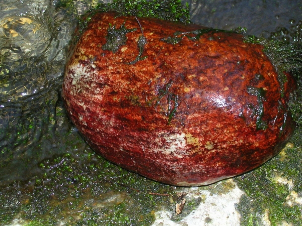 Sassi colorati nel Tinella. Colpa dell'alga rossa? - VareseNews